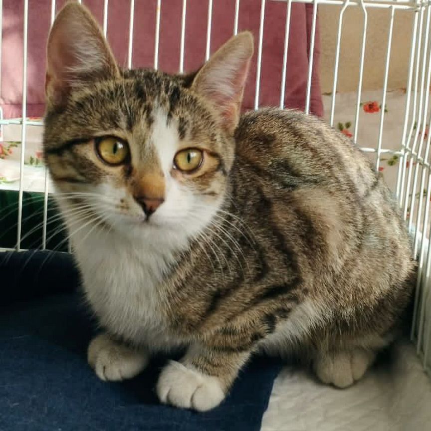 Котёнок девочка 3,5 мес