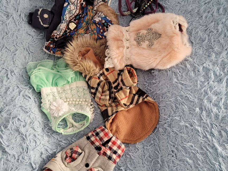 Собачья одежда
