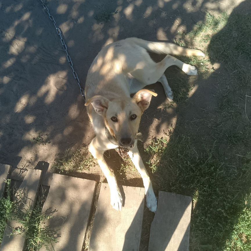 Сторожевая собака