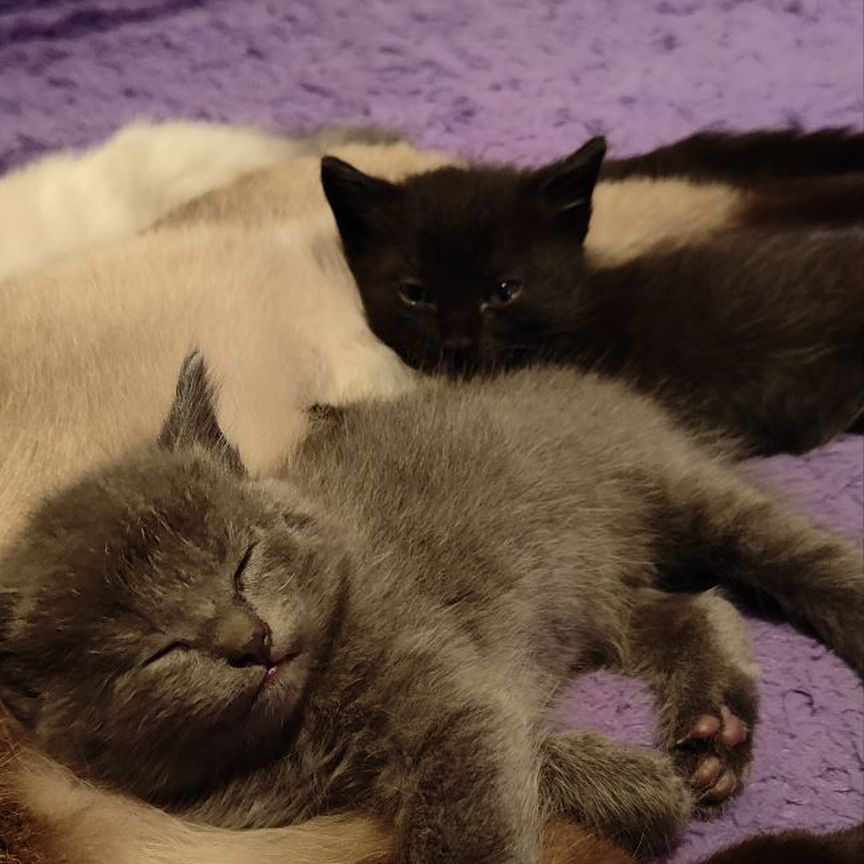Котята в добрые руки бесплатно
