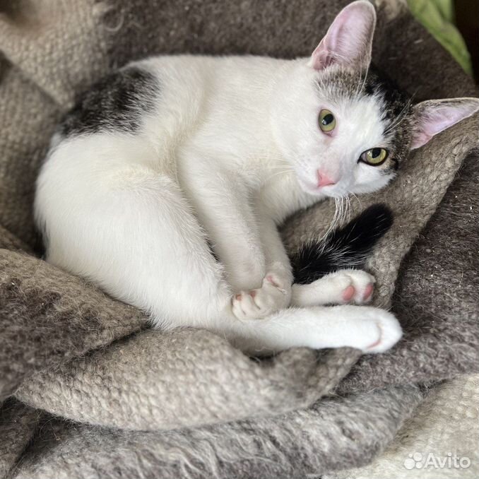 Котик Томас