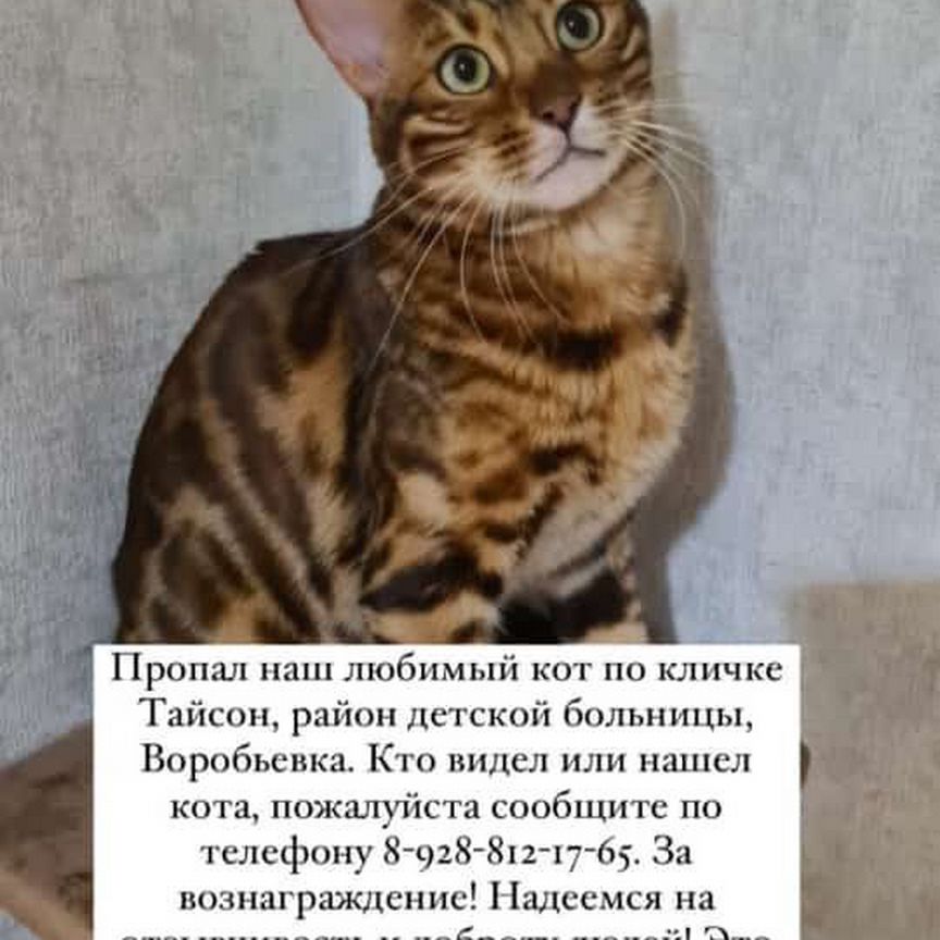 Бенгальская
