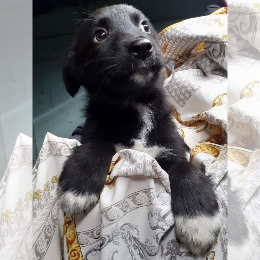 Малышка- мелкашка ищет дом