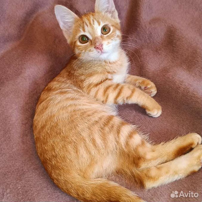 Мульти-кот в добрые руки Котенок в дар