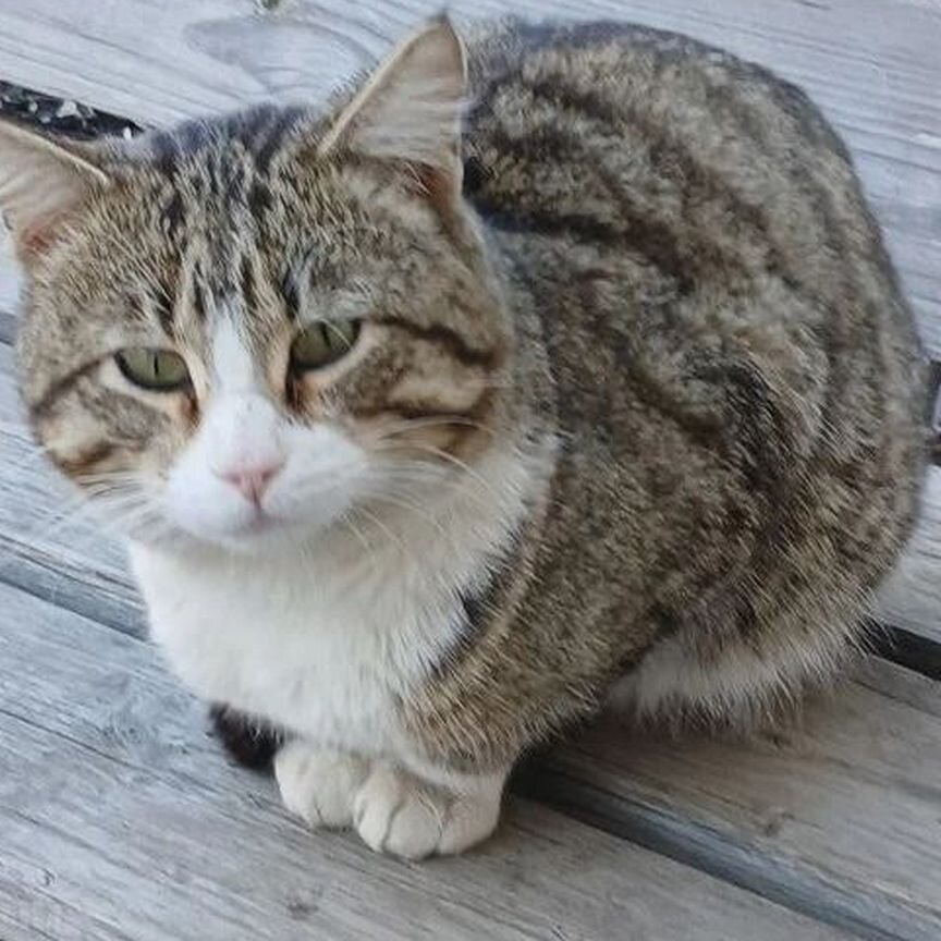 Взрослый кот в добрые руки