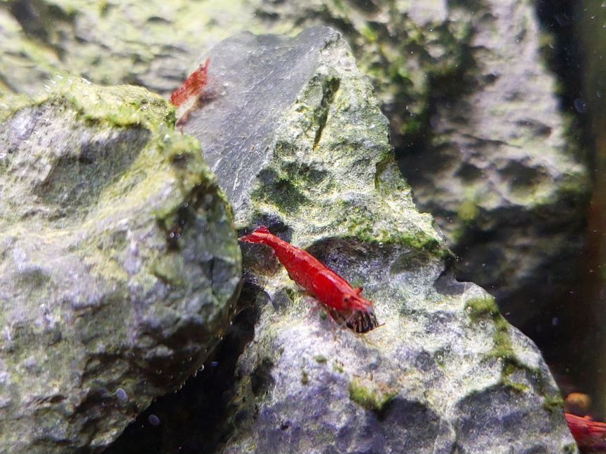 Креветка вишня red cherry shrimp