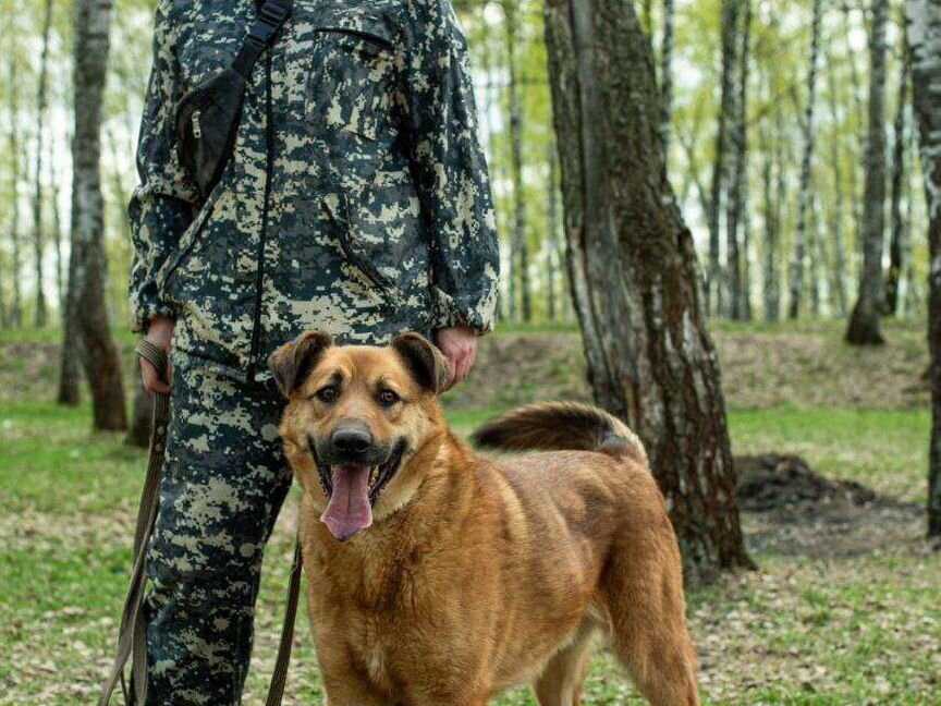 Собака в добрые руки из приюта