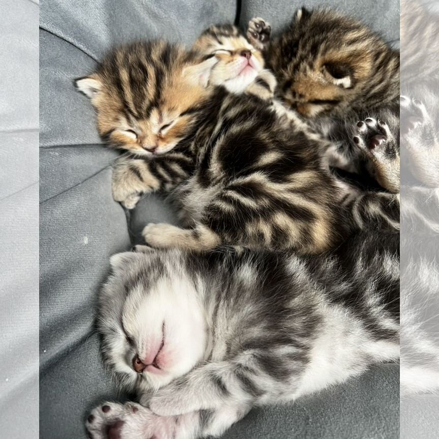 Шотландские котята