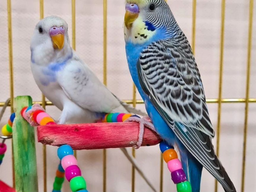 Волнистые попугаи +2 клетки