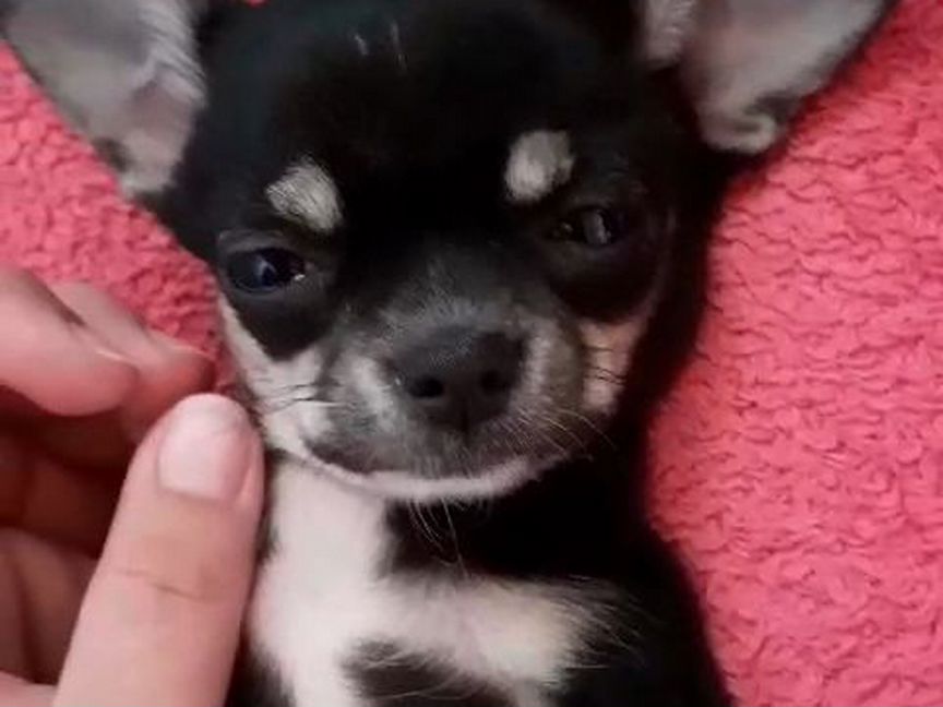 Щенки чихуахуа мини