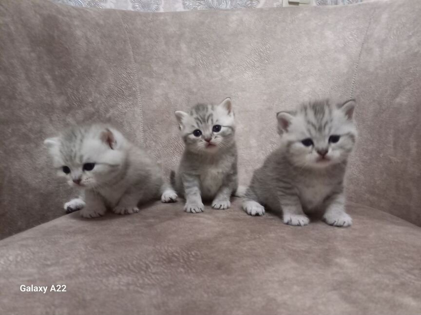Шотландские котята