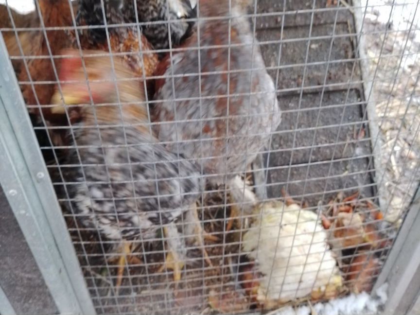 Куры цыплята