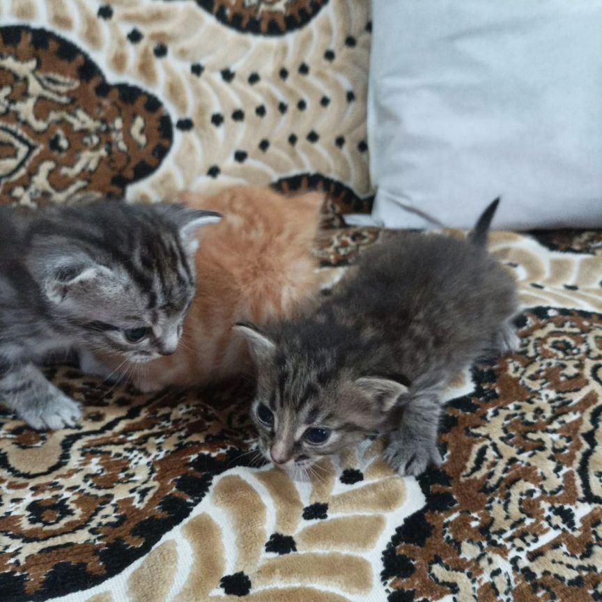 Очаровательные котята в добрые руки