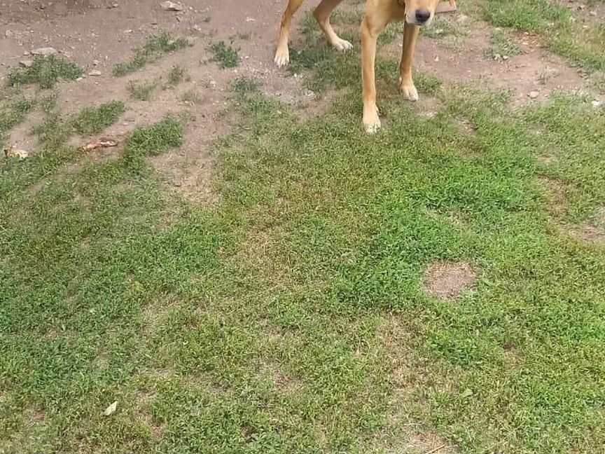 Щенки русской гончей