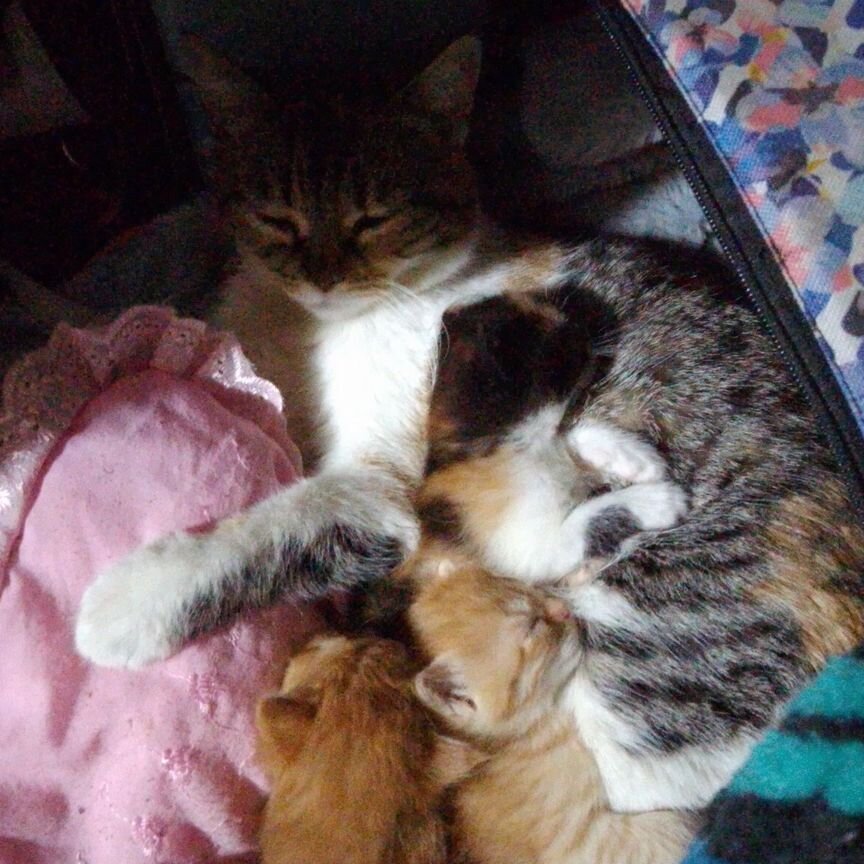 Котята в добрые руки