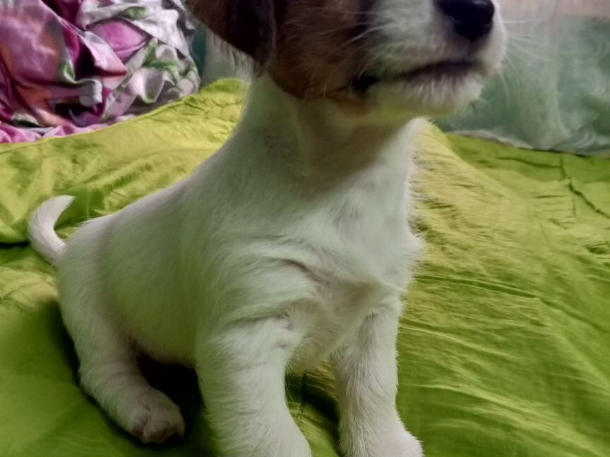 Щенки Джек Рассел