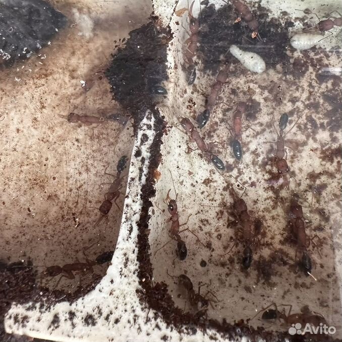 Муравьи harpegnathos saltatot