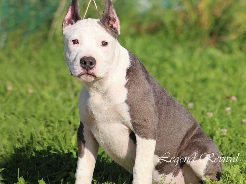 Амстафф терьер голубой мальчик