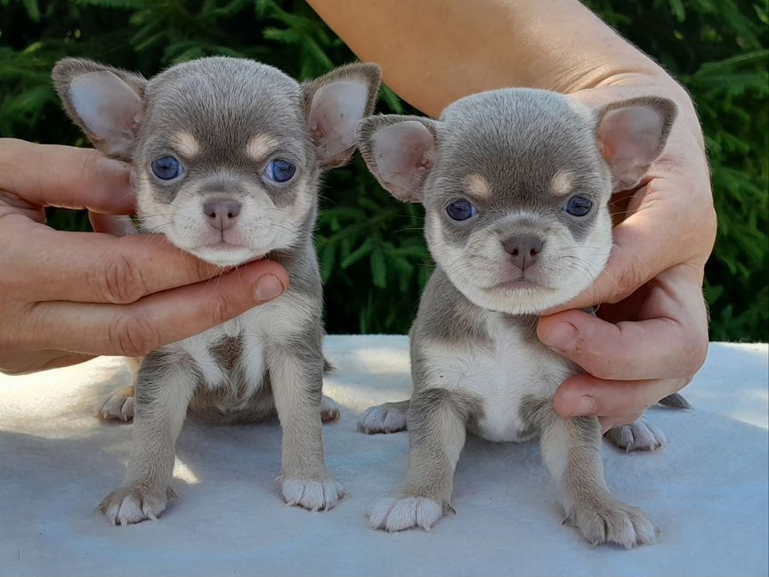 Чихуахуа цветные