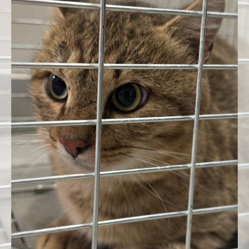 Взрослый кот в добрые руки