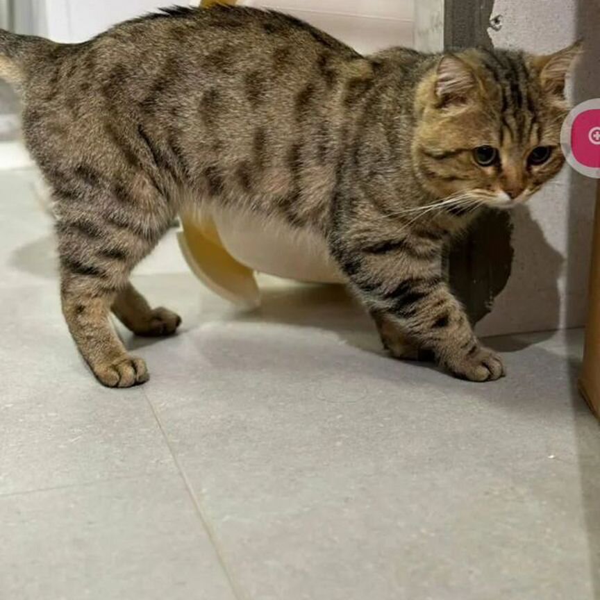 Очень красивый котик. 10 мес