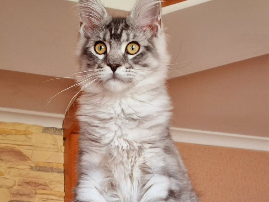 Котята мейн-кун