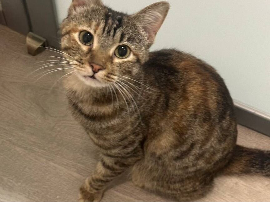 Отдаю кошечку Фиби в дар