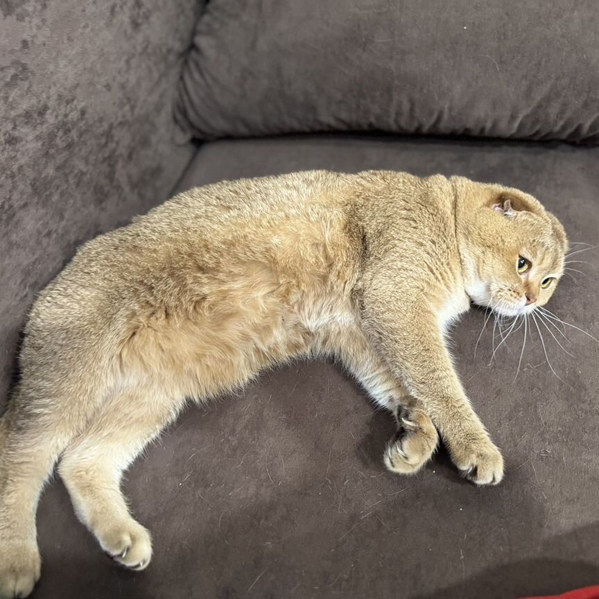 Шотландская вислоухая короткошёрстная кошка, взрослая