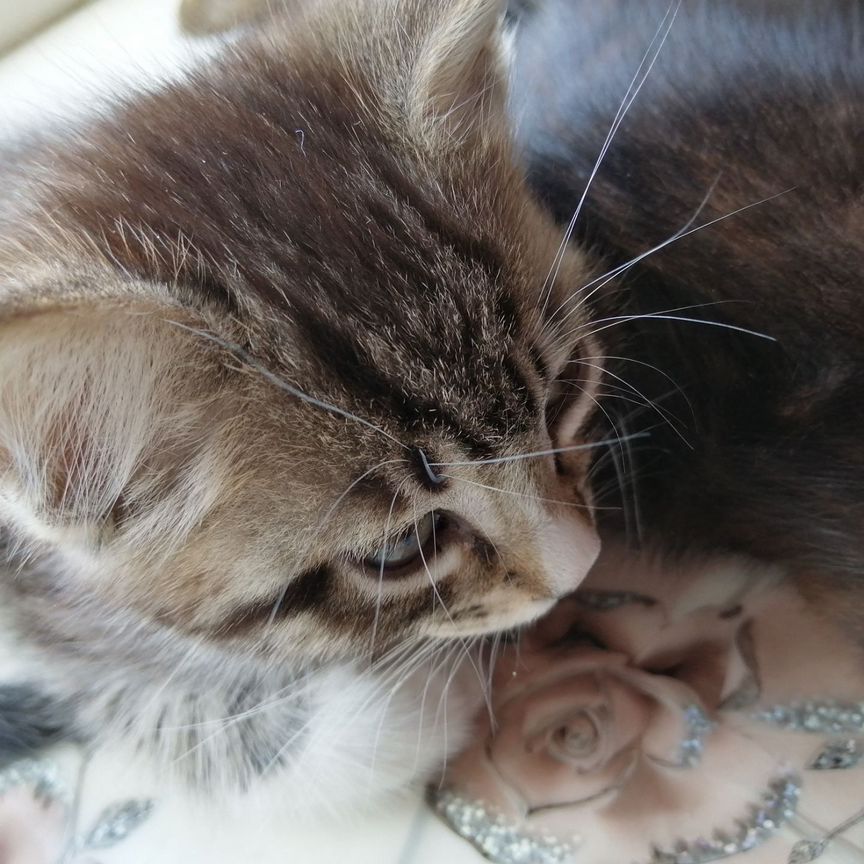 Котик