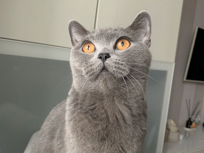 Британская короткошерстная кошка