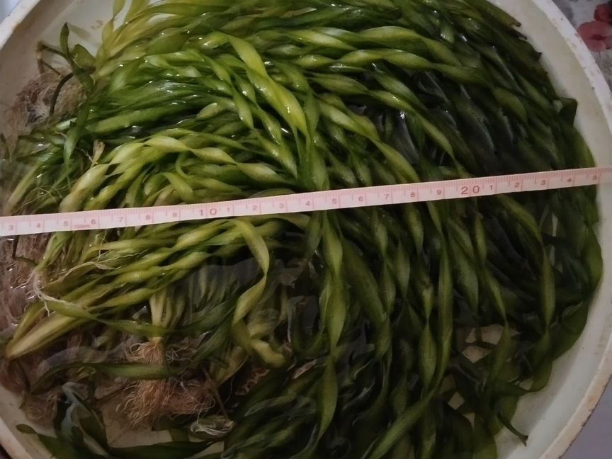 Водоросли, прополка. Кустов 20