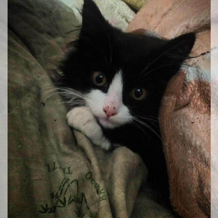 Мейн-кун котёнок