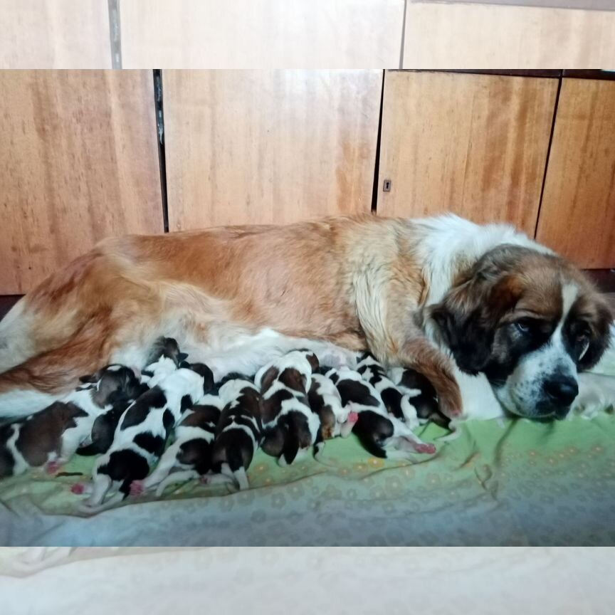 Щенки Московской Сторожевой