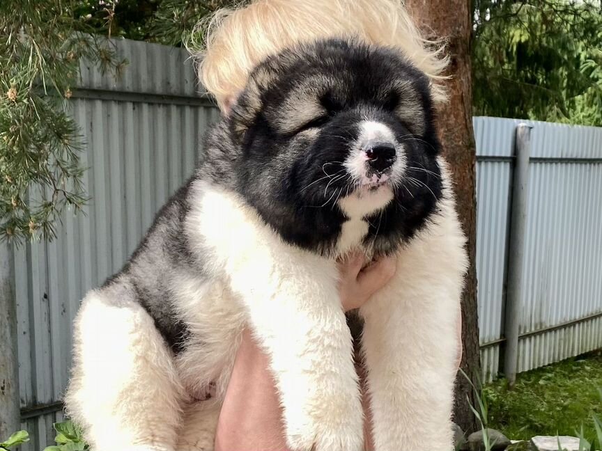 Кавказская овчарка