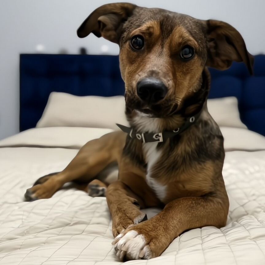 Щенок в добрые руки