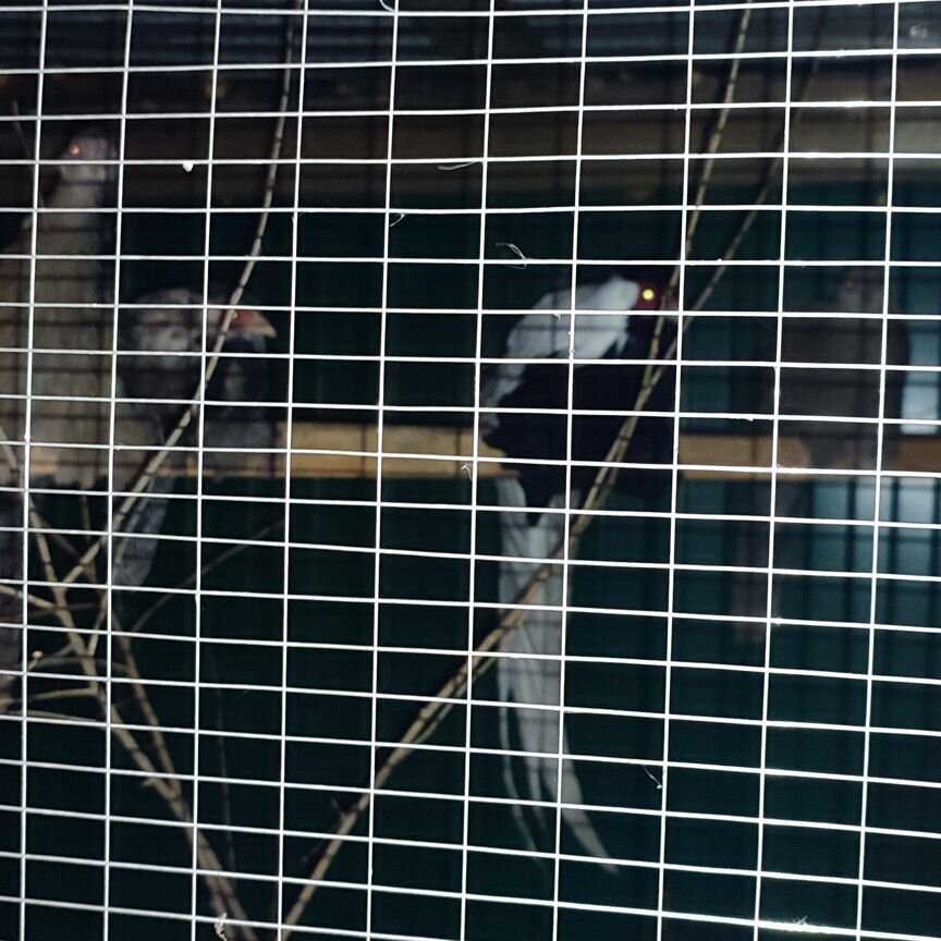 Серебряный фазан