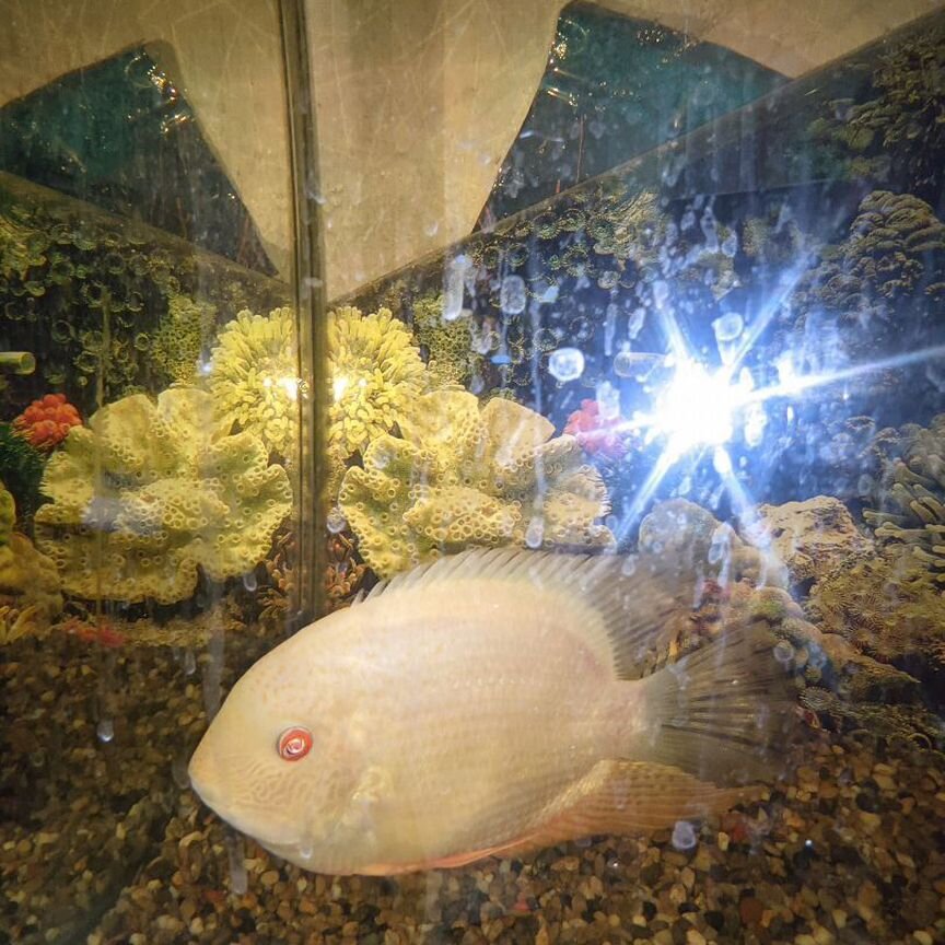 Аквариумные рыбки