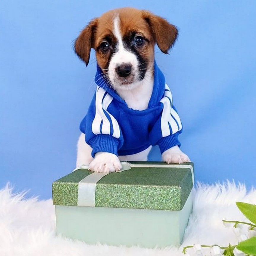 Джек-рассел-терьер, щенок