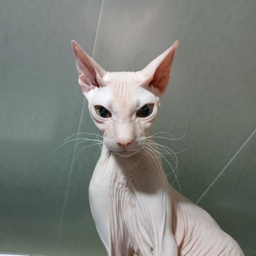 Кошечка ищет жениха