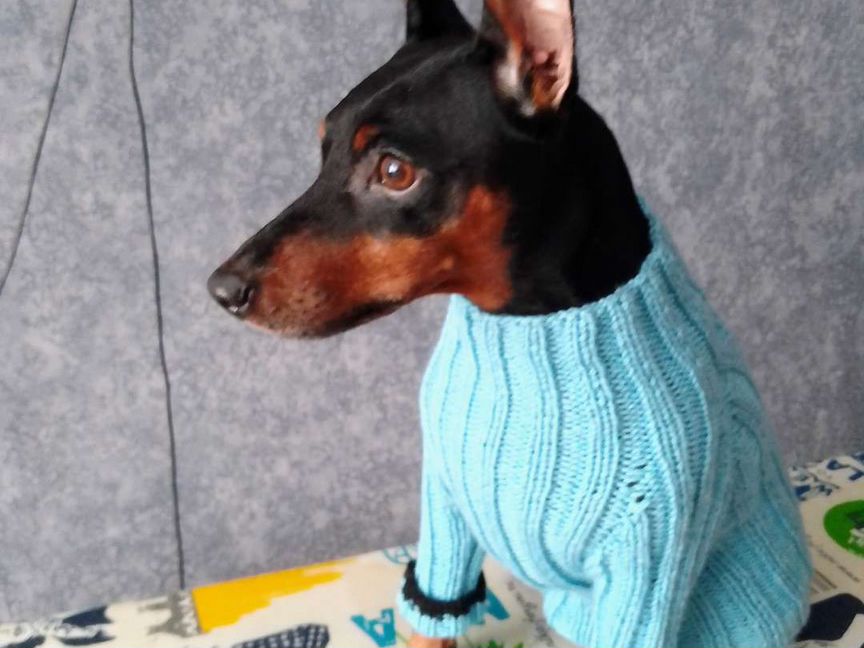 Одежда для животных