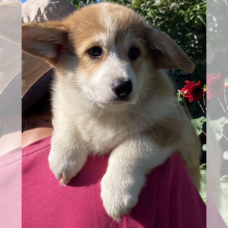 Вельш-корги пемброк детки