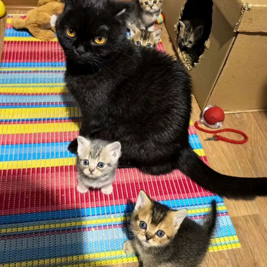 Шотландский вислоухий короткошёрстный котёнок