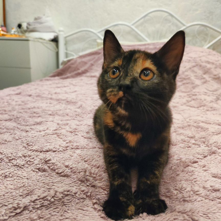 Котенок девочка в добрые руки