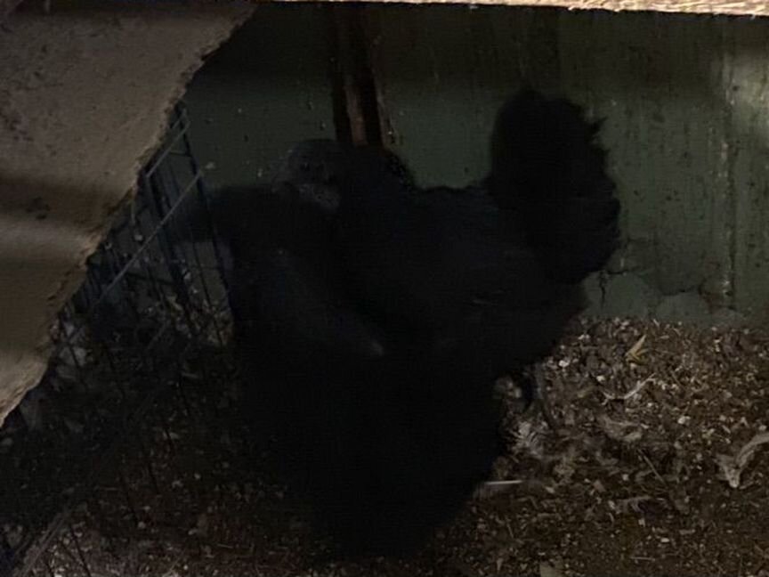 Ухейилюй курицы