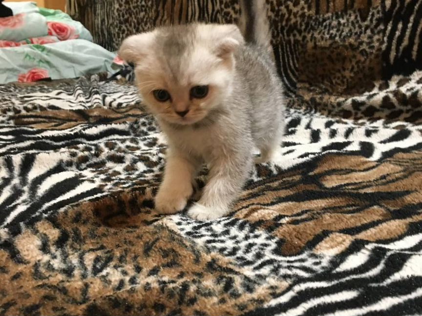 Шотландские котята вислоухие продам
