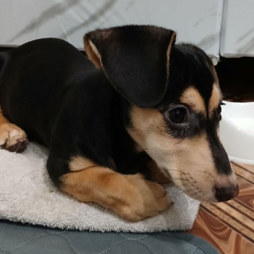 Отдам щенка джеквинни