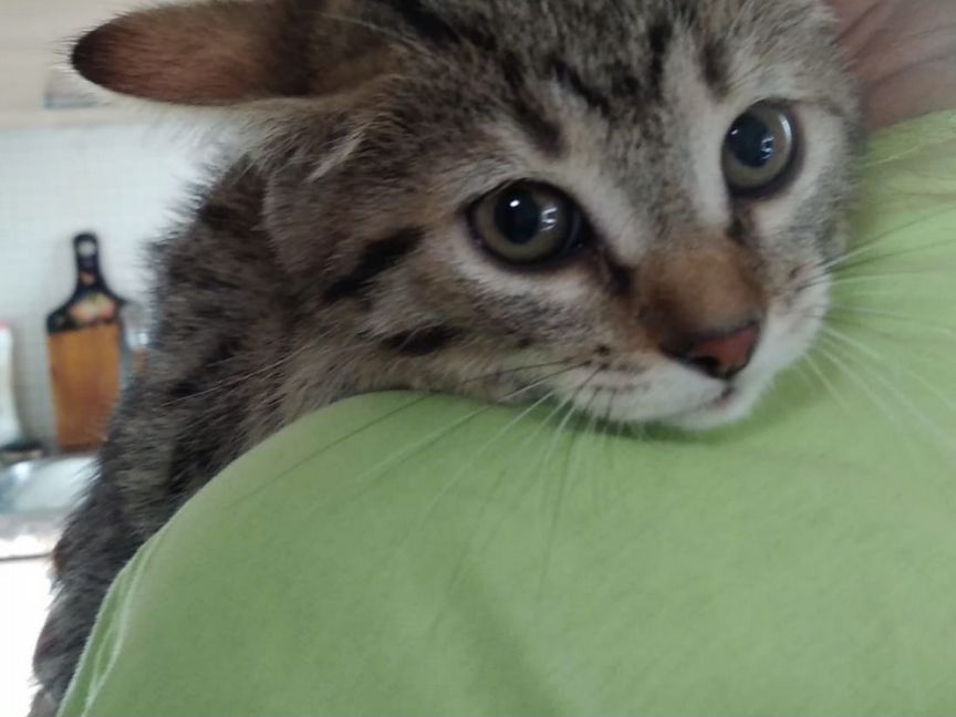 Новенькие котятки)