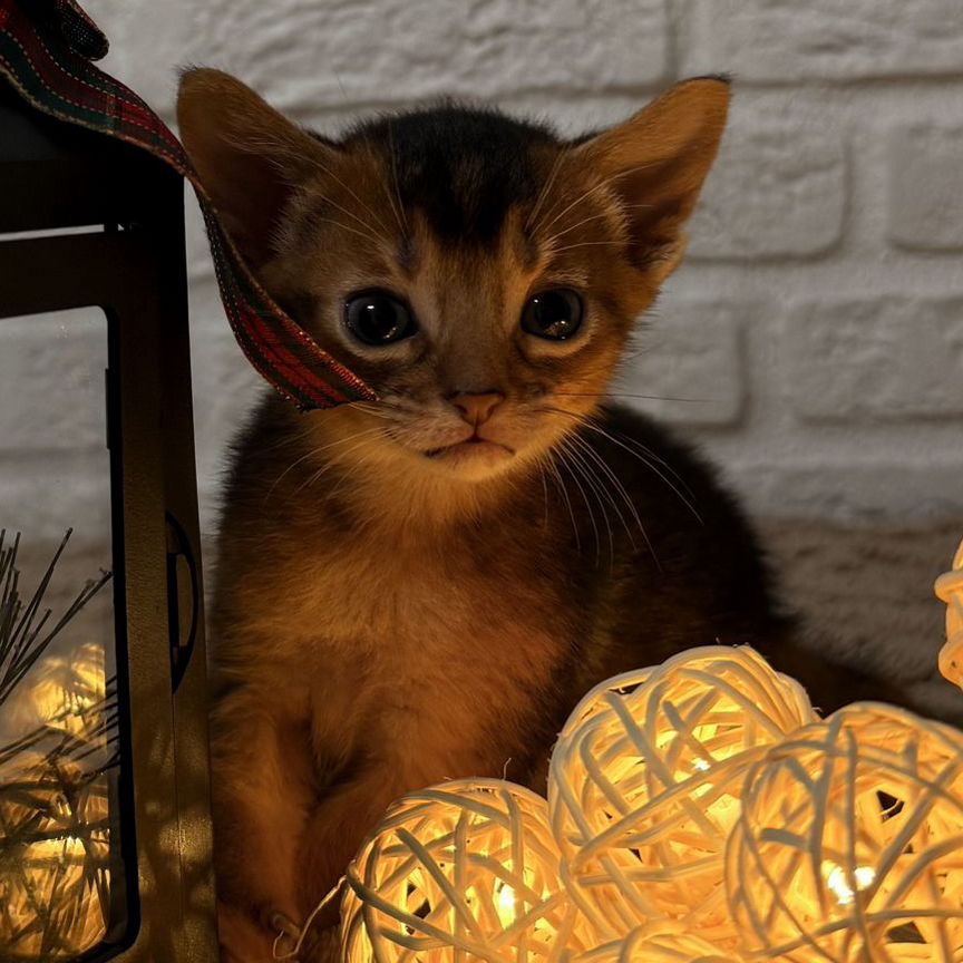 Абиссинский котёнок