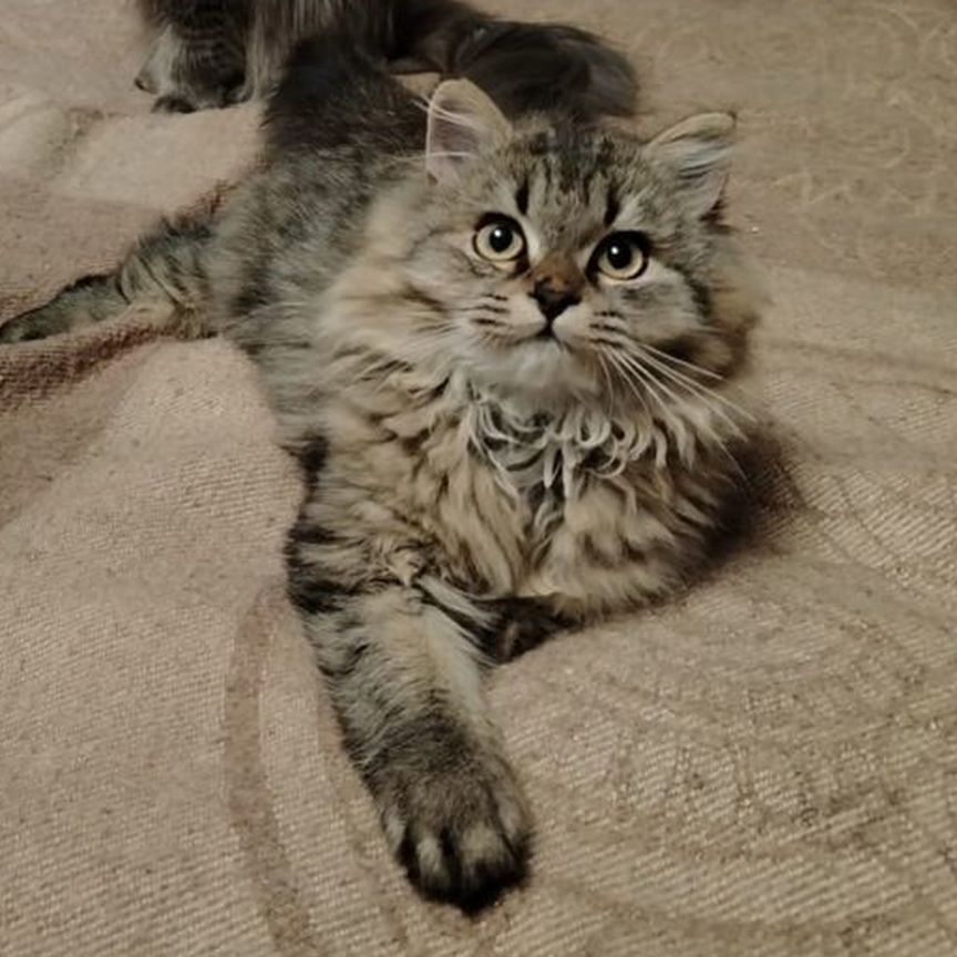 Шотландская кошечка (котёнок)