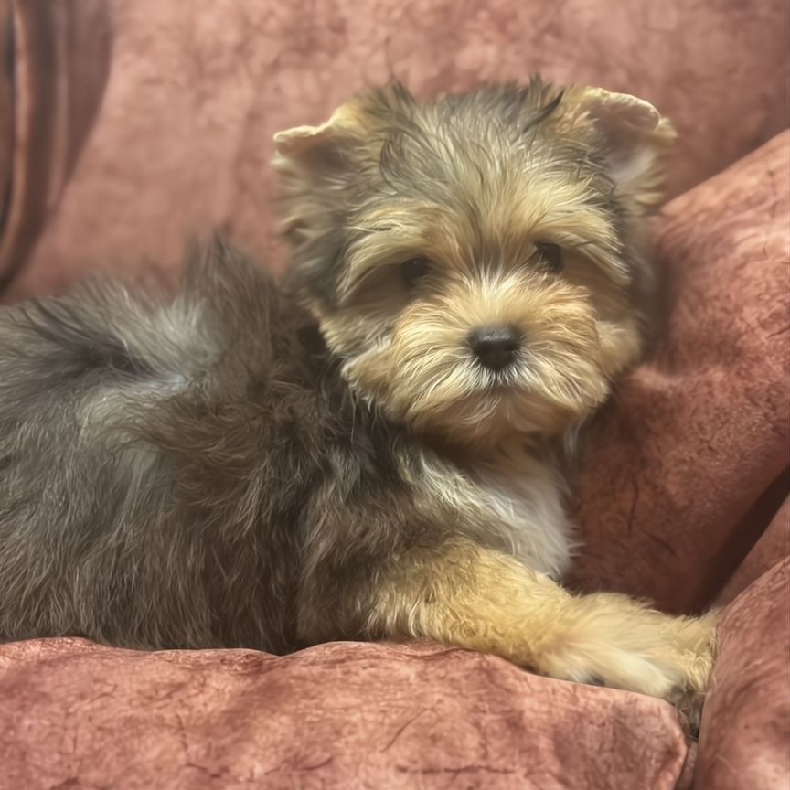 Йоркширский терьер, щенок